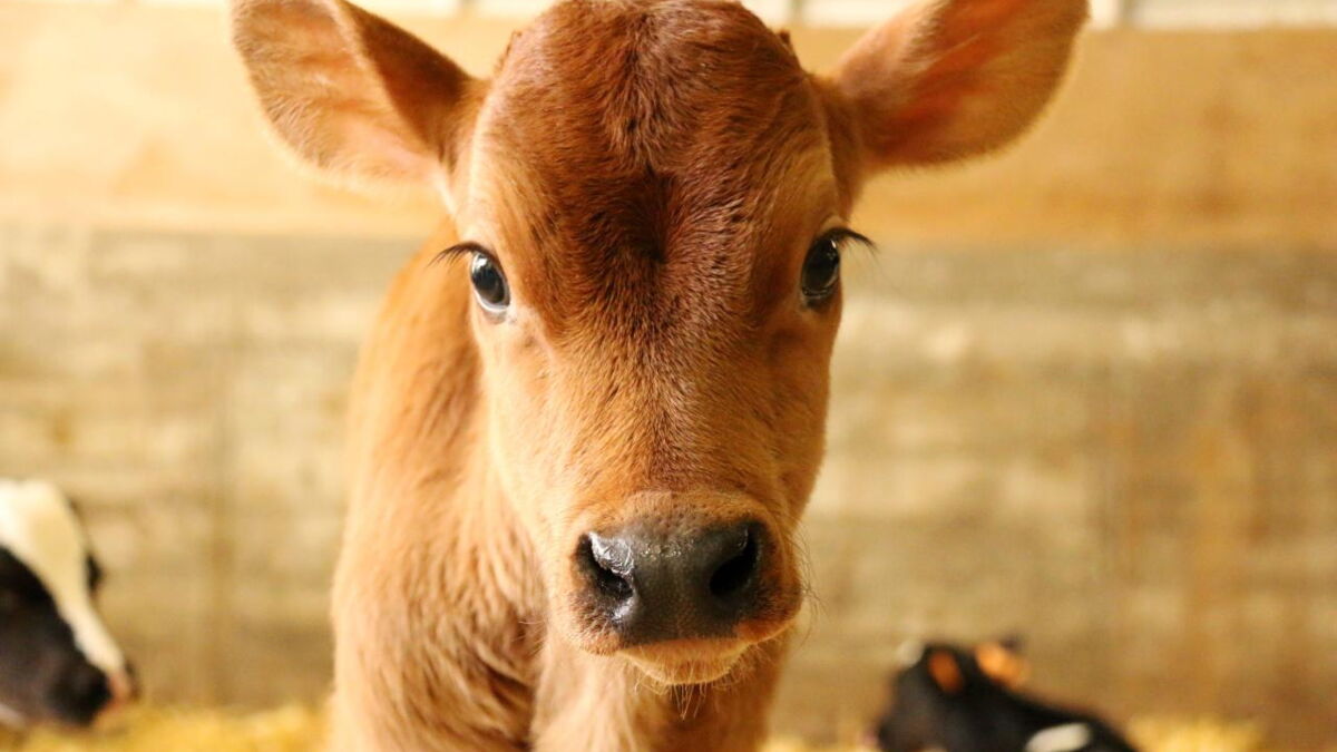 Naissance d'un veau à deux têtes en Inde