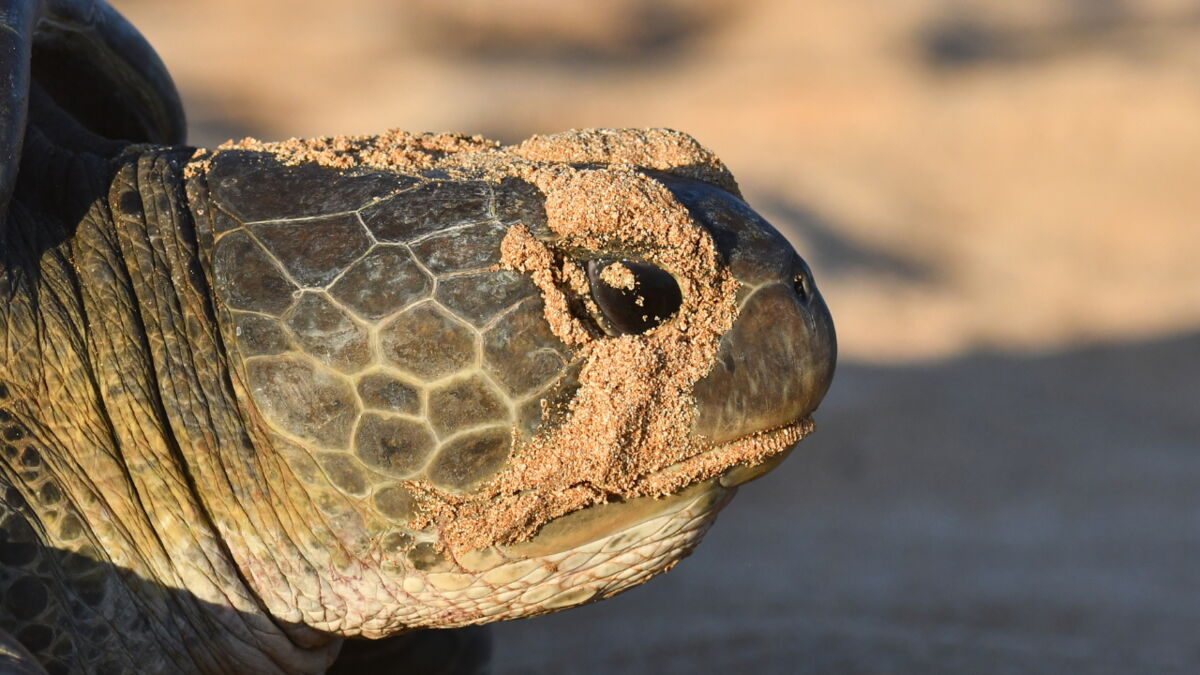 Tortue : Jonathan, le plus vieil animal terrestre va fêter ses 190 ans