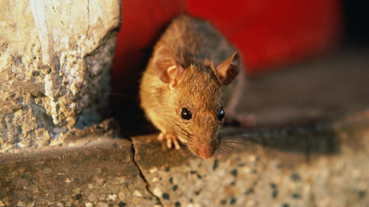Désextinction : des scientifiques veulent ressusciter un rat en s ...