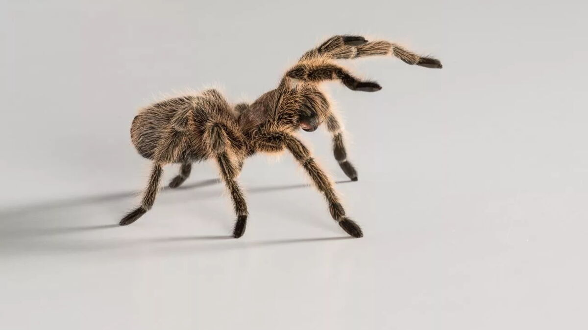 Une mygale très rare découverte dans le Var : faut-il redouter une ...