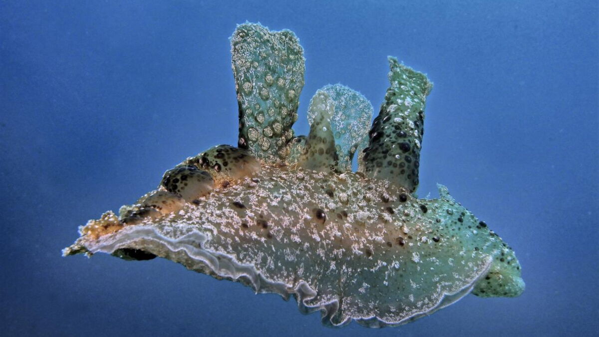 Le Melibe viridis, cette créature étrange qui a une tête "aspirateur ...