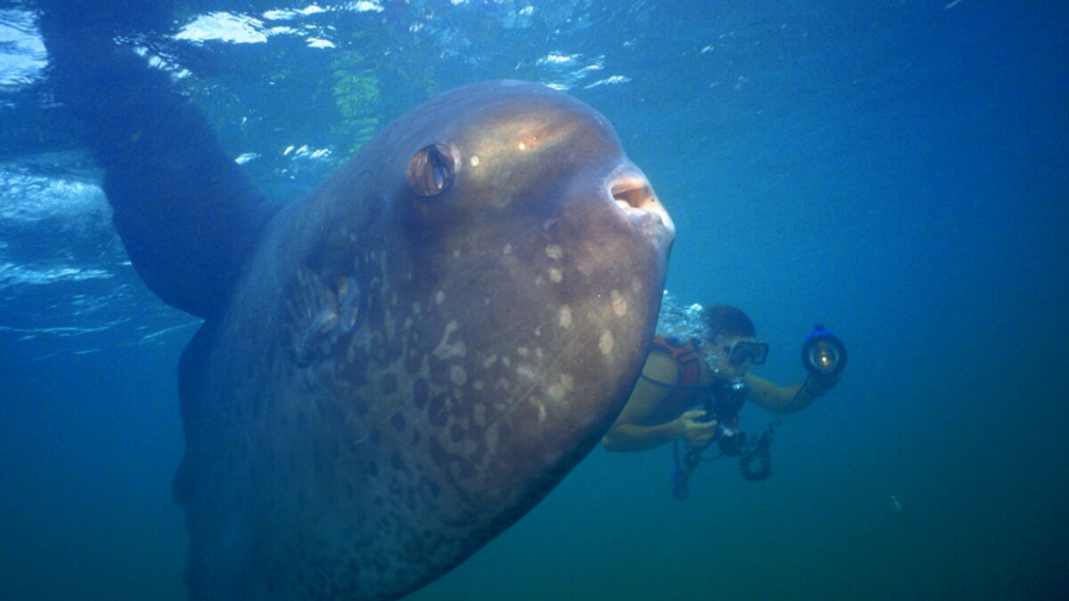 Le poisson-lune, un titan des mers pouvant peser plus de 2500 kg