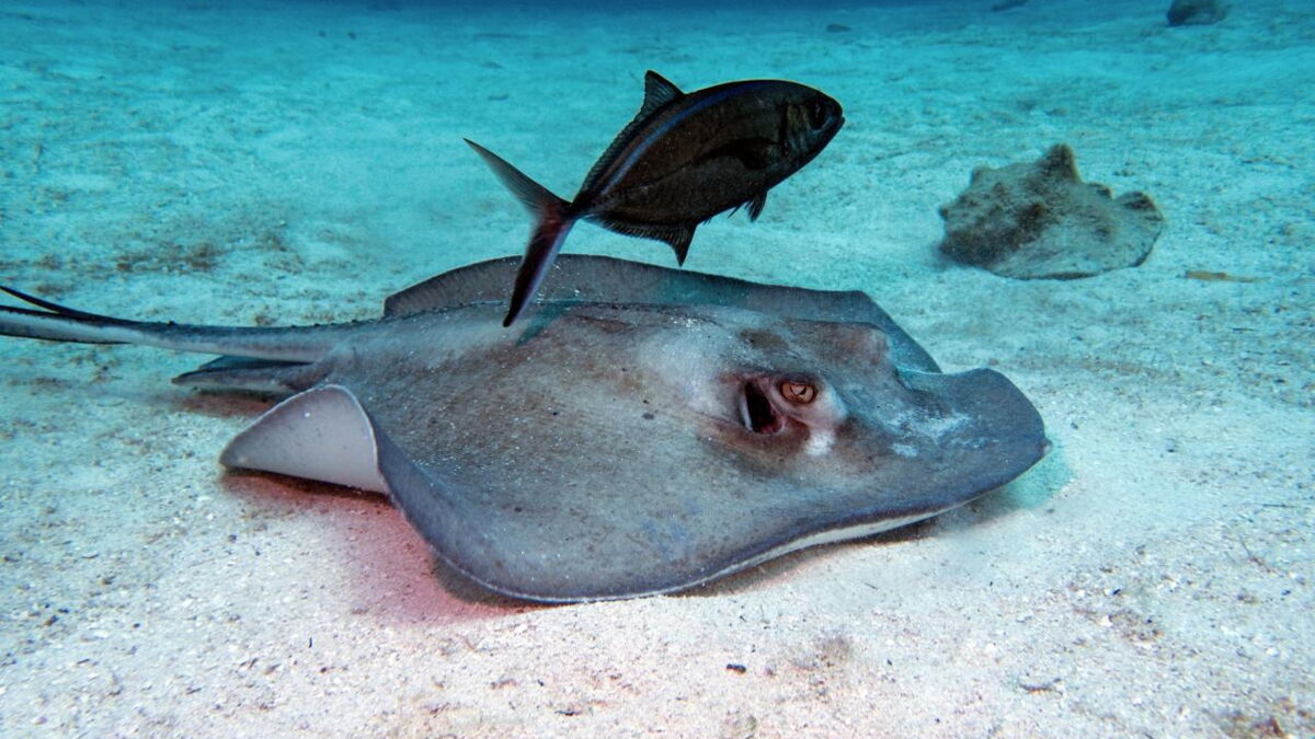 Des chercheurs prennent en photo la plus grande raie du monde