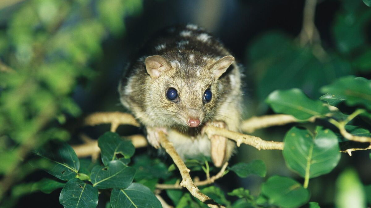 Cet étrange animal ne se reproduit qu'une fois avant de mourir et la ...