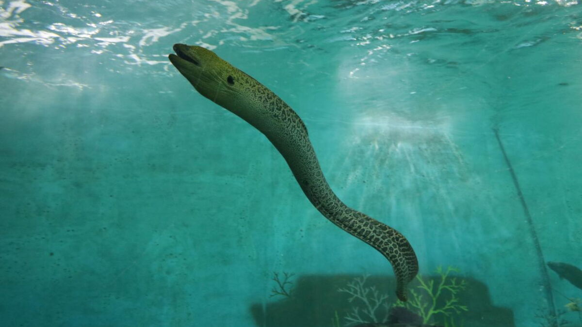 Pourquoi cette immense anguille découverte par un biologiste annonce ...