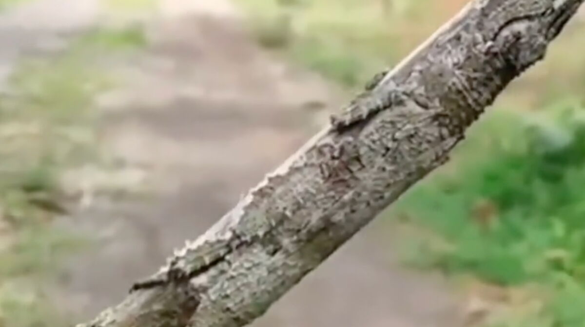 Saurez-vous trouver le phasme dans cette vidéo