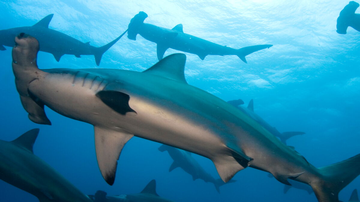 Attaque de requins : voici l'endroit où vous risquez le plus la morsure