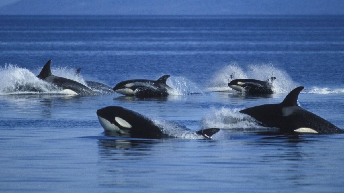 Une horde d'orques attaque 2 baleines grises et les blessent gravement ...