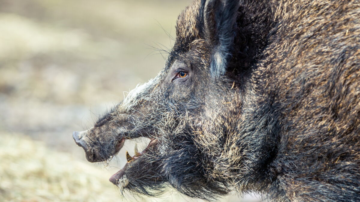 Comment réagir face à une attaque de sanglier, les gestes qui sauvent d ...