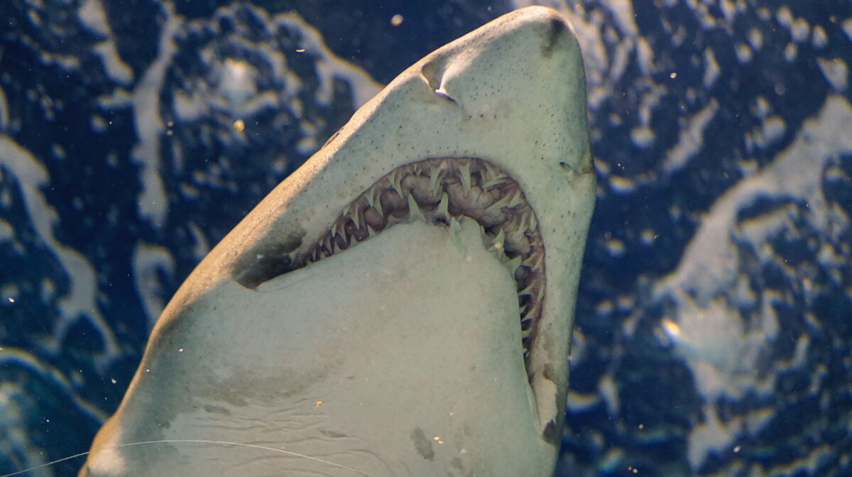Comment réagir lors d'une attaque de requin, les gestes qui peuvent ...