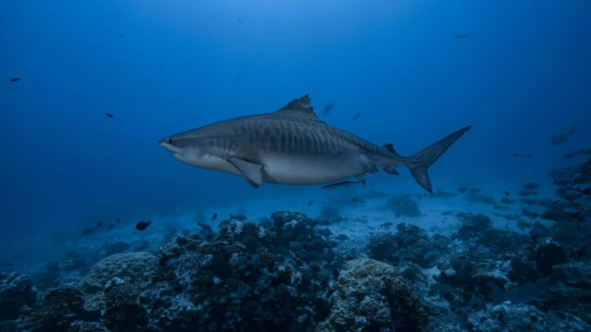 Netflix : une violente attaque de requins perturbe le tournage d'un ...