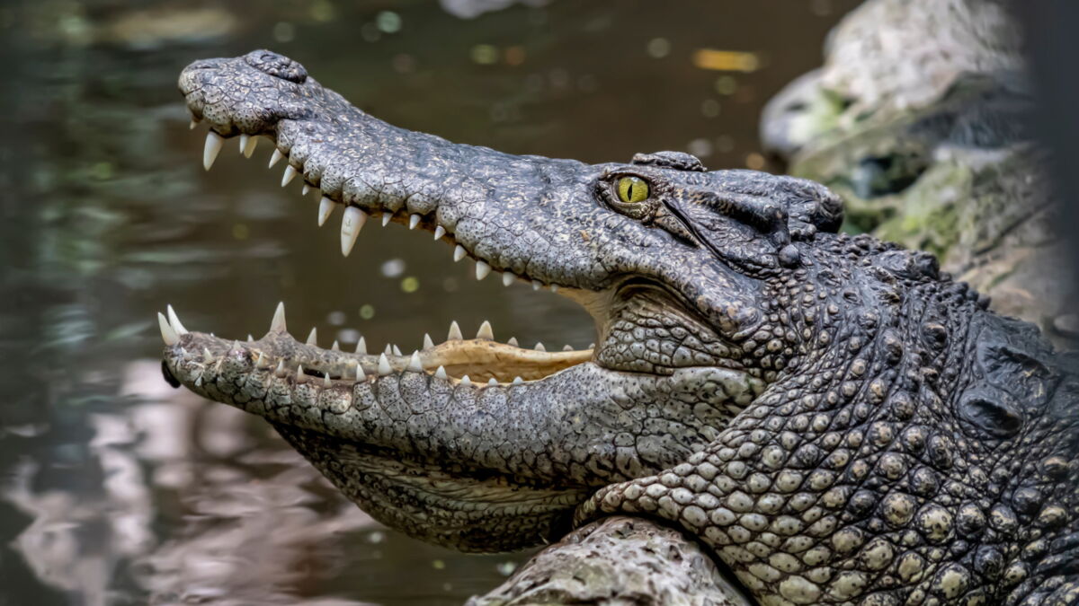 Crocodile : news, photos, vidéos