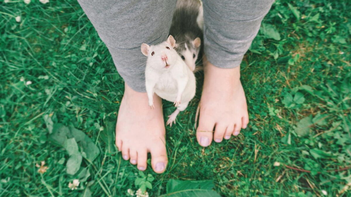 Voici la ville où il y a le plus de rats au monde, elle a même un ...