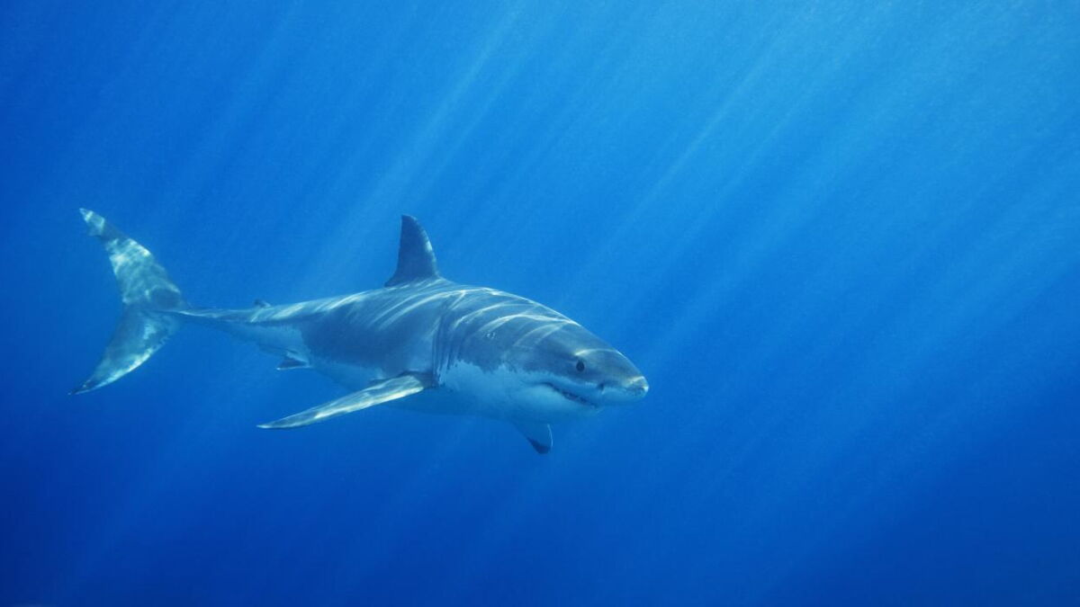 Deux requins sèment l’effroi chez les baigneurs sur une plage espagnole ...