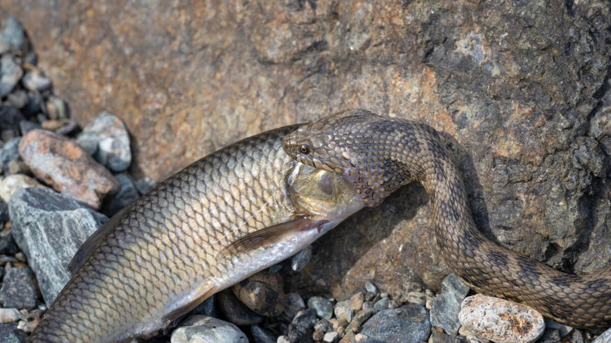 Un serpent tente de manger un poisson et s’étouffe avec (PHOTO)