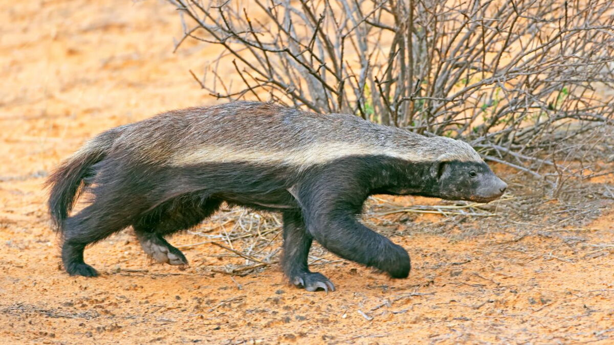 Voici pourquoi le ratel est considéré comme l'animal le plus agressif ...