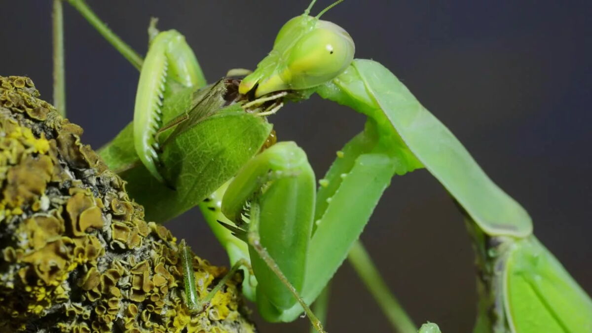Les capacités redoutables de la mante religieuse, l'insecte le plus ...