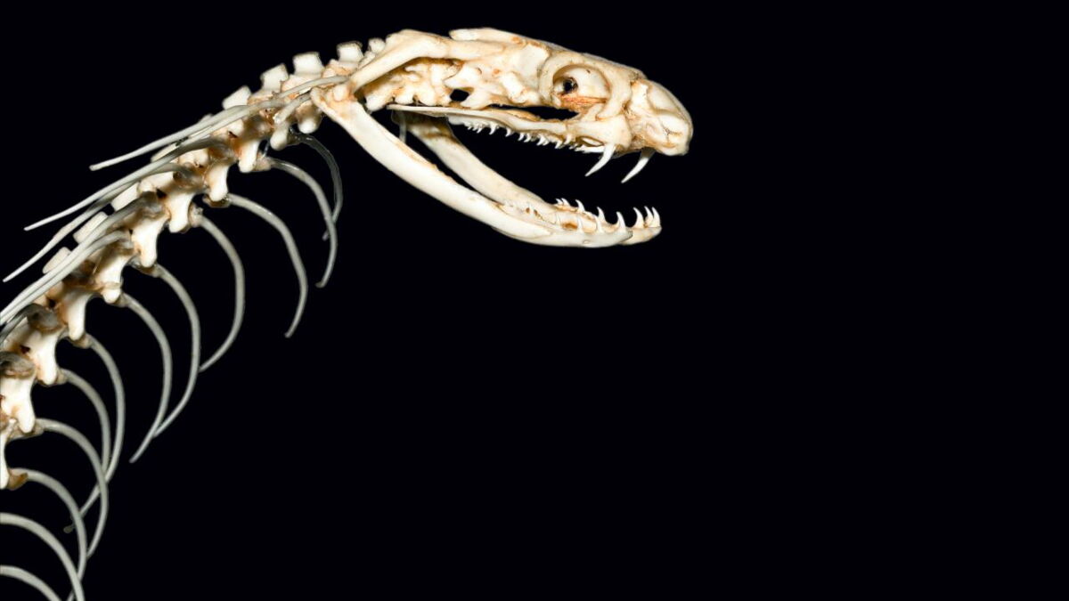 Mi-lézard, mi-serpent, ces fossiles prouvent l’existence d’une espèce ...