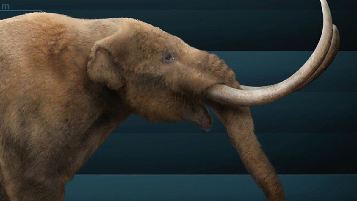 Des archéologues trouvent une arme antique dans des restes de mastodonte