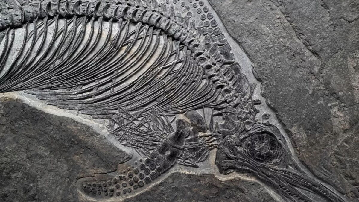 Un fossile vieux de 500 millions d'années intrigue les chercheurs car ...