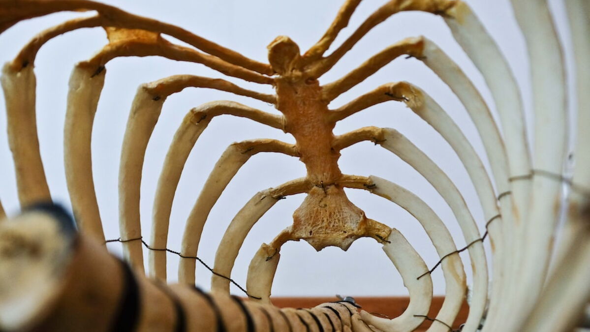 Cet étrange os vieux de 40 000 ans, et percé de multiples trous nous ...