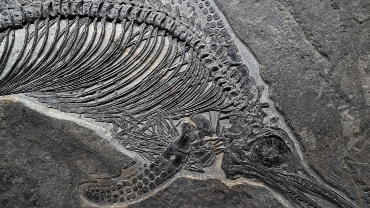 Ce “dauphin tueur” préhistorique avait une technique terrible pour tuer ...