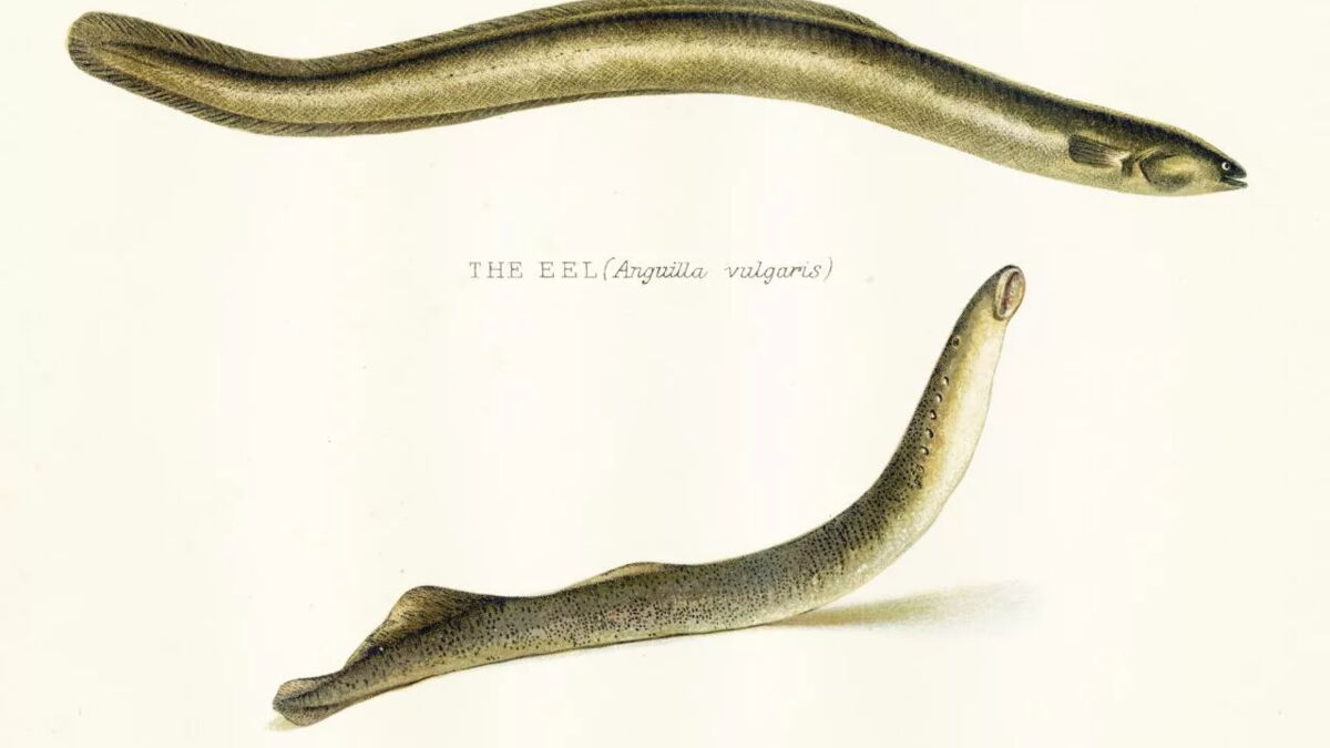 Ce térrifiant serpent "des enfers" préhistorique a été reconstitué par ...
