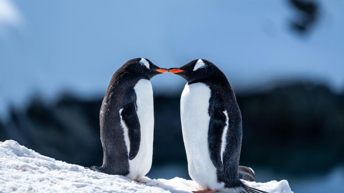 Quelle est la différence entre l’Arctique et l’Antarctique