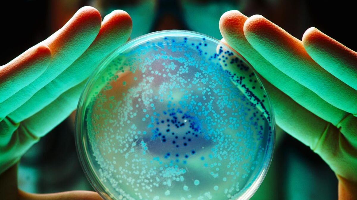 Cette bactérie "vampire" a soif de sang humain
