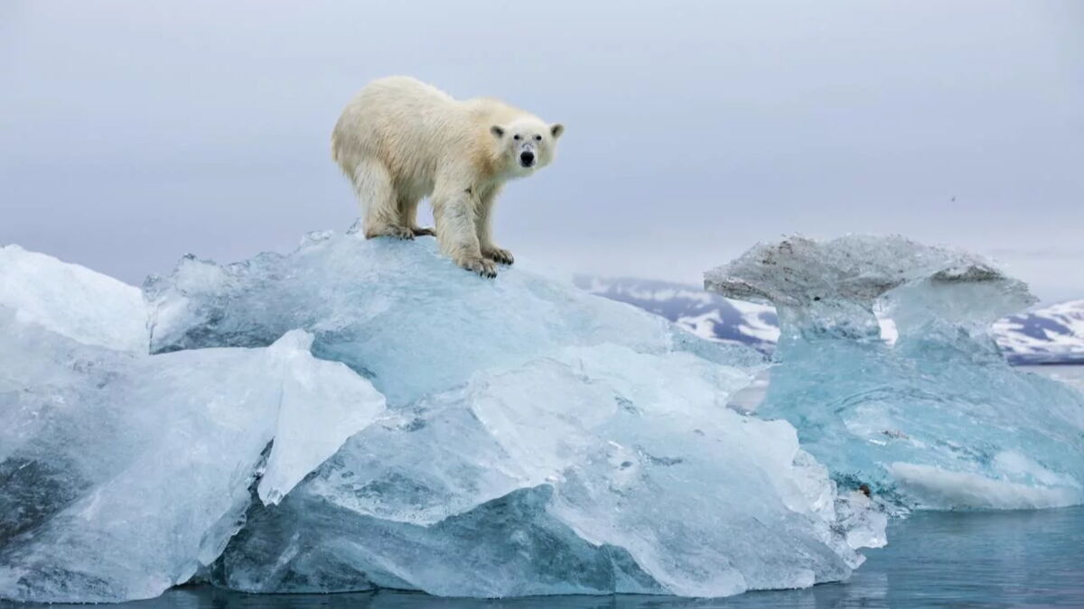 Animaux de la banquise : ces 5 espèces ont su s’adapter à des ...