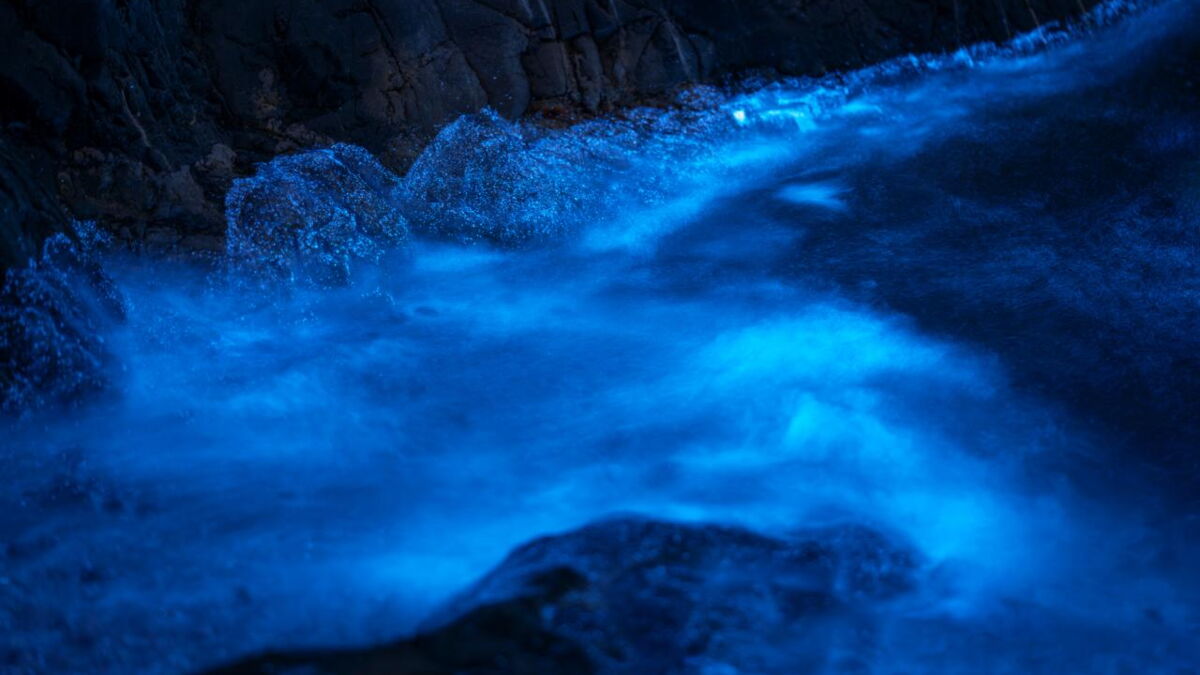 Bioluminescence : top 6 des pays où l’observer