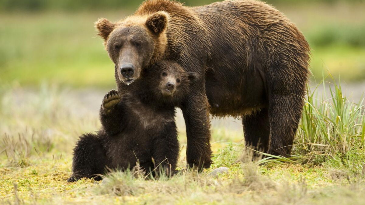 Quels animaux peut-on voir dans le parc national de Banff au Canada