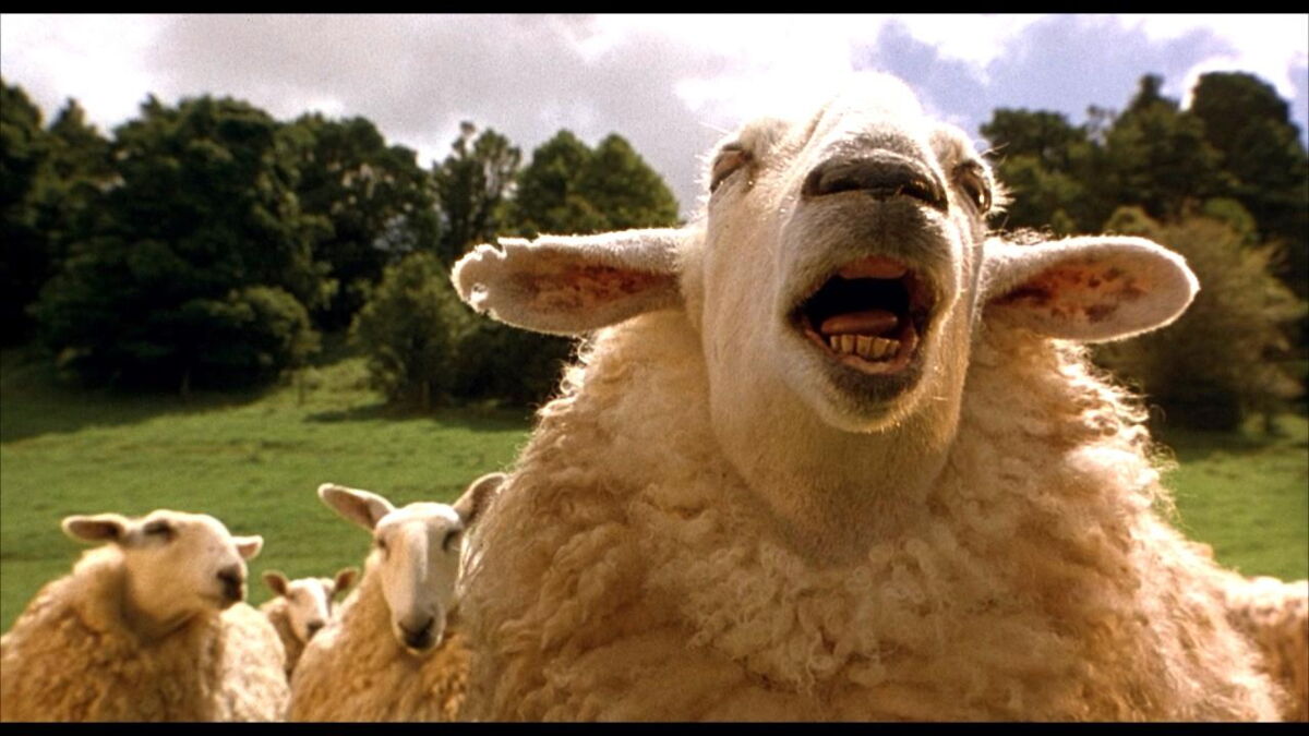 Des moutons dévorent 300 kg de cannabis et deviennent "étranges"