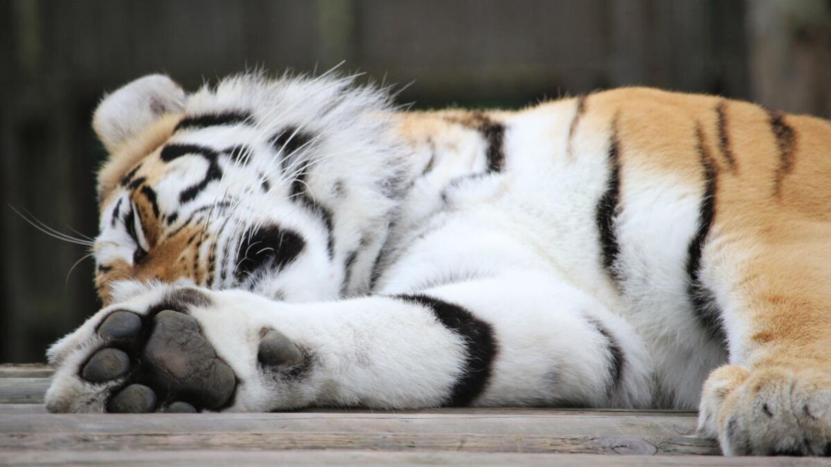 Devinez à quels félins ces pattes appartiennent