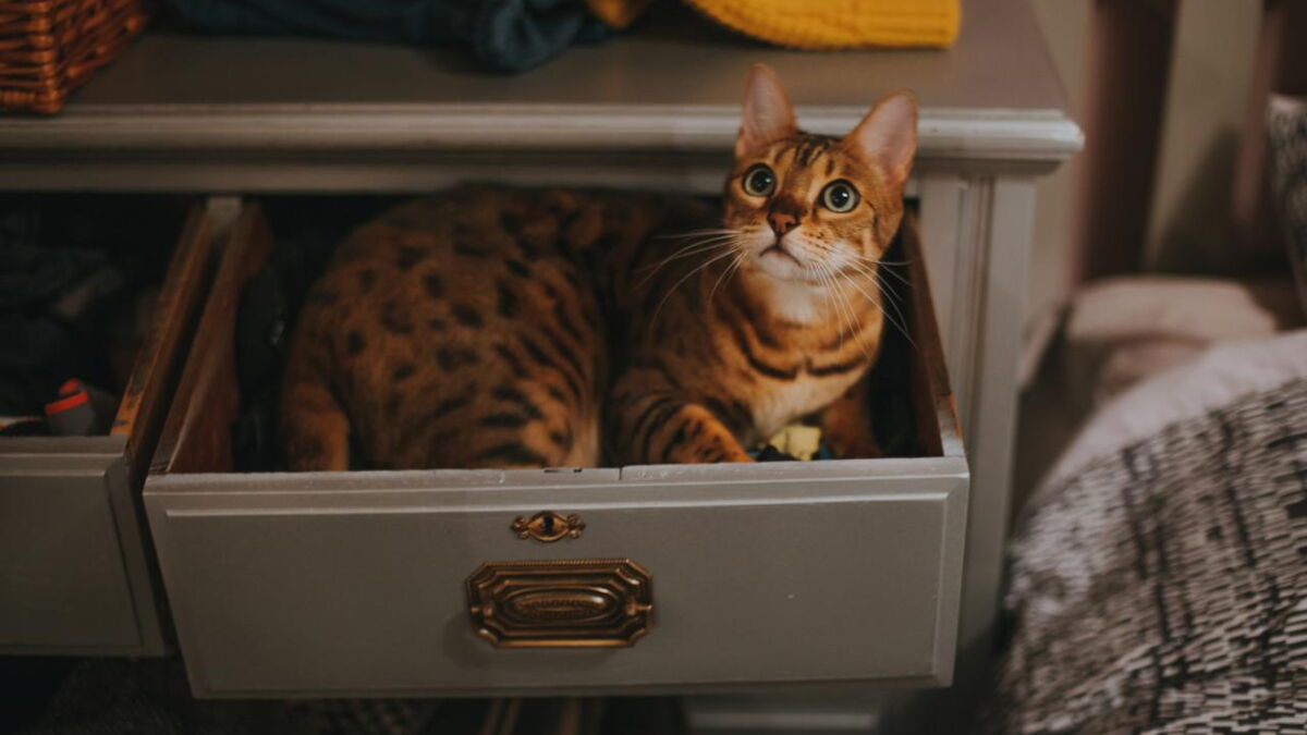 Le Bengal : histoire, caractère, santé… tout savoir sur cette race de ...