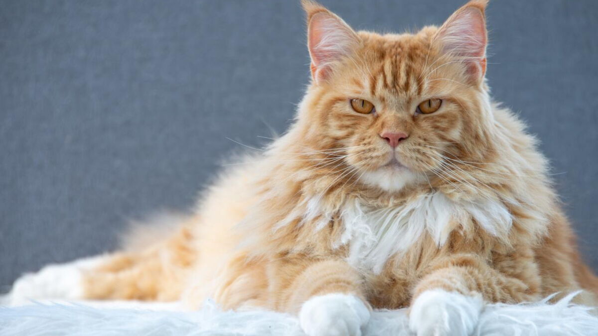 Record mondial : voici le chat doté de la plus longue queue du monde