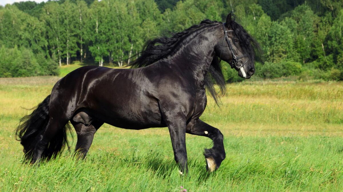 Le cheval Frison : histoire, caractère… 5 anecdotes sur cet équidé ...