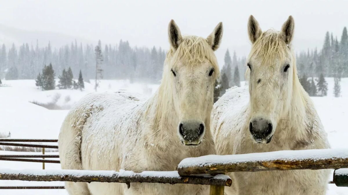Cheval français : découvrez les 6 races les plus remarquables
