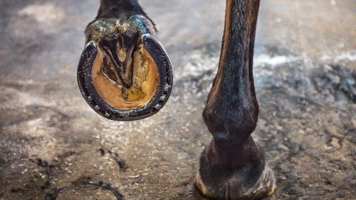 Fer à cheval : d’accessoire pour les chevaux à porte-bonheur, découvrez ...
