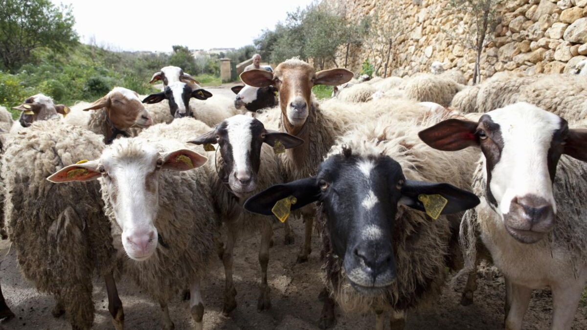 Chèvre alpine : portrait de cette race de chèvre laitière hors pair