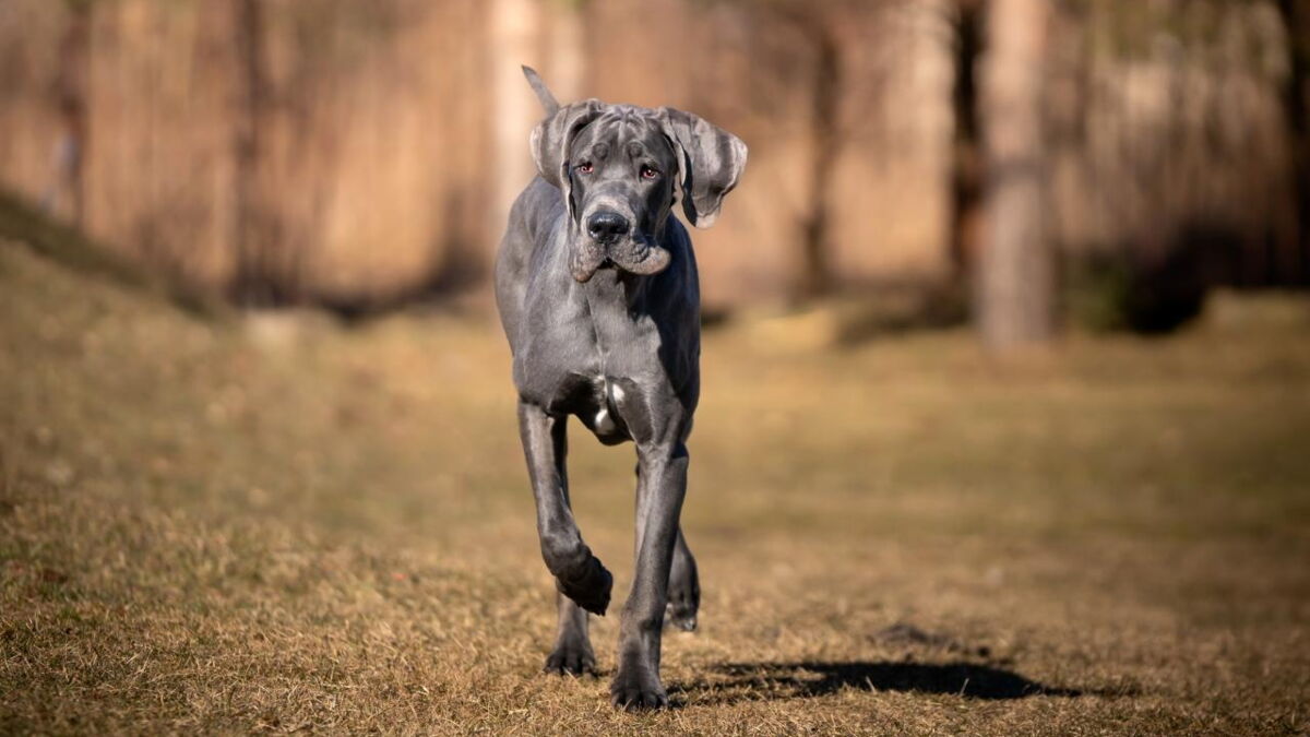 Voici le plus grand chien du monde, un véritable colosse