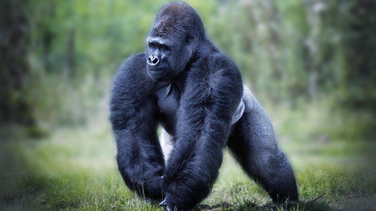 Photos : Les 10 animaux les plus forts du monde