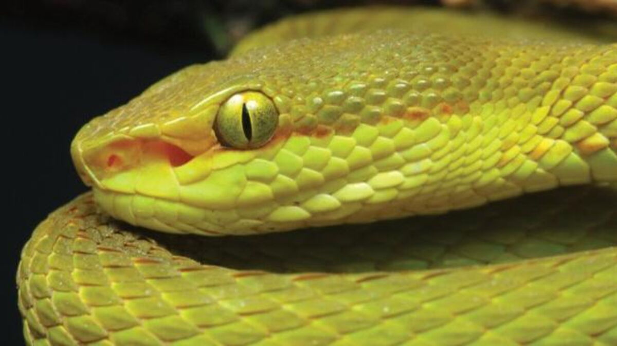 Une nouvelle espèce de serpent nommée d'après un personnage de Harry Potter