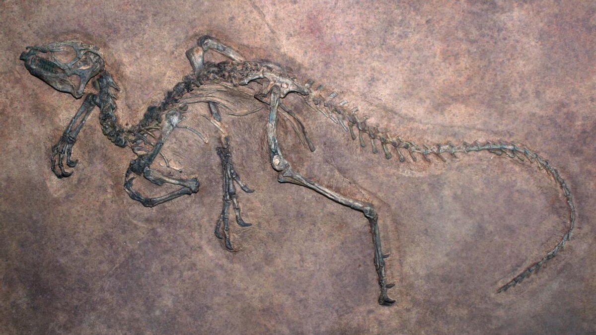 Des archéologues retrouvent un fossile de Venetoraptor, l’ancêtre ...