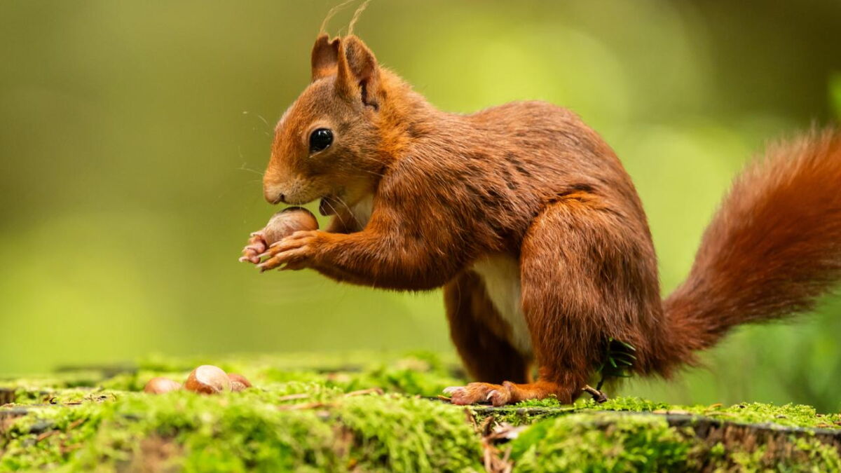 Écureuil : alimentation, aire de répartition, superpouvoirs… 5 faits ...