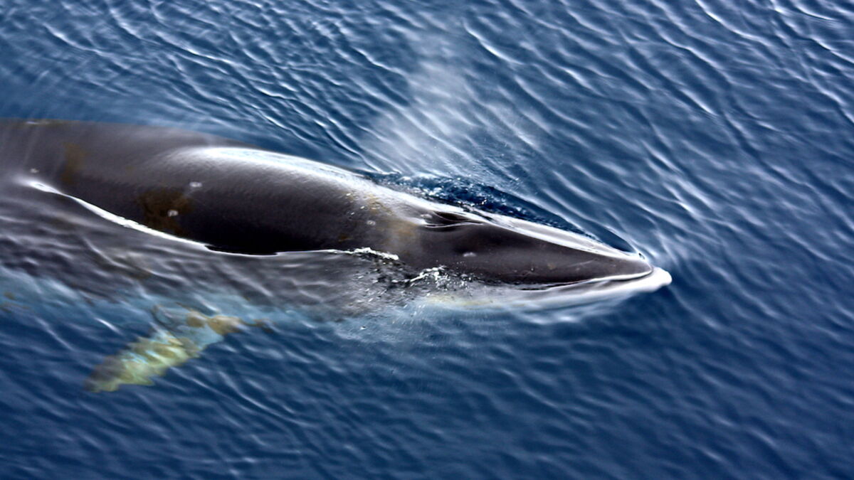Confinement : deux rorquals aperçus nageant au large de Marseille