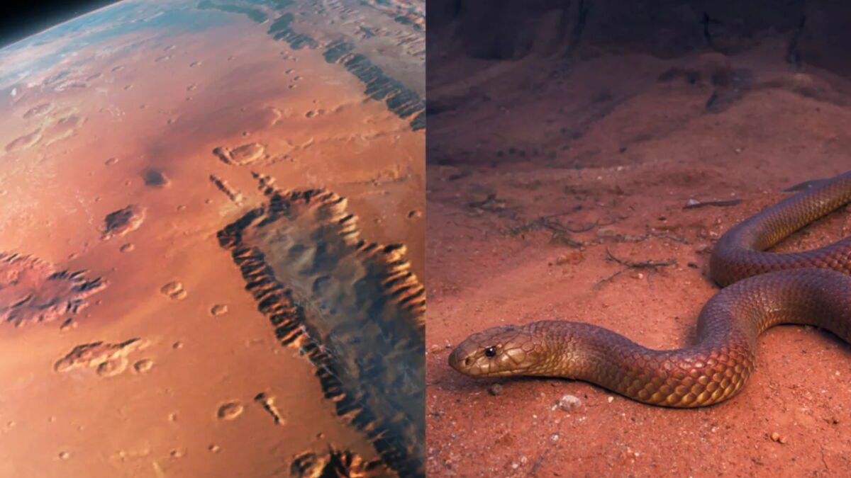 Le Rover Curiosity photographie un "serpent" à la surface de Mars