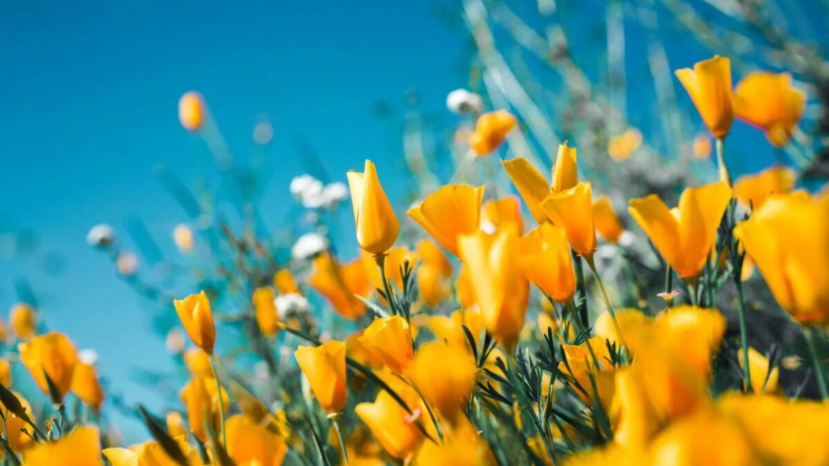 « À fleur de peau » : que signifie cette expression