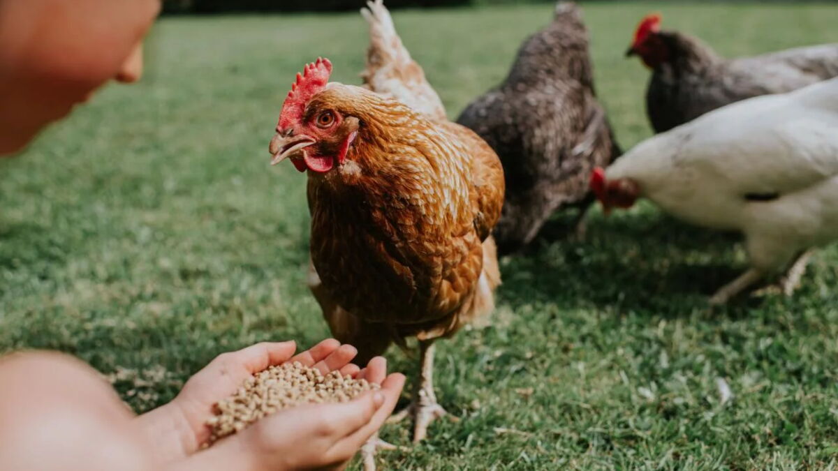 Quelle est la durée de vie d’une poule