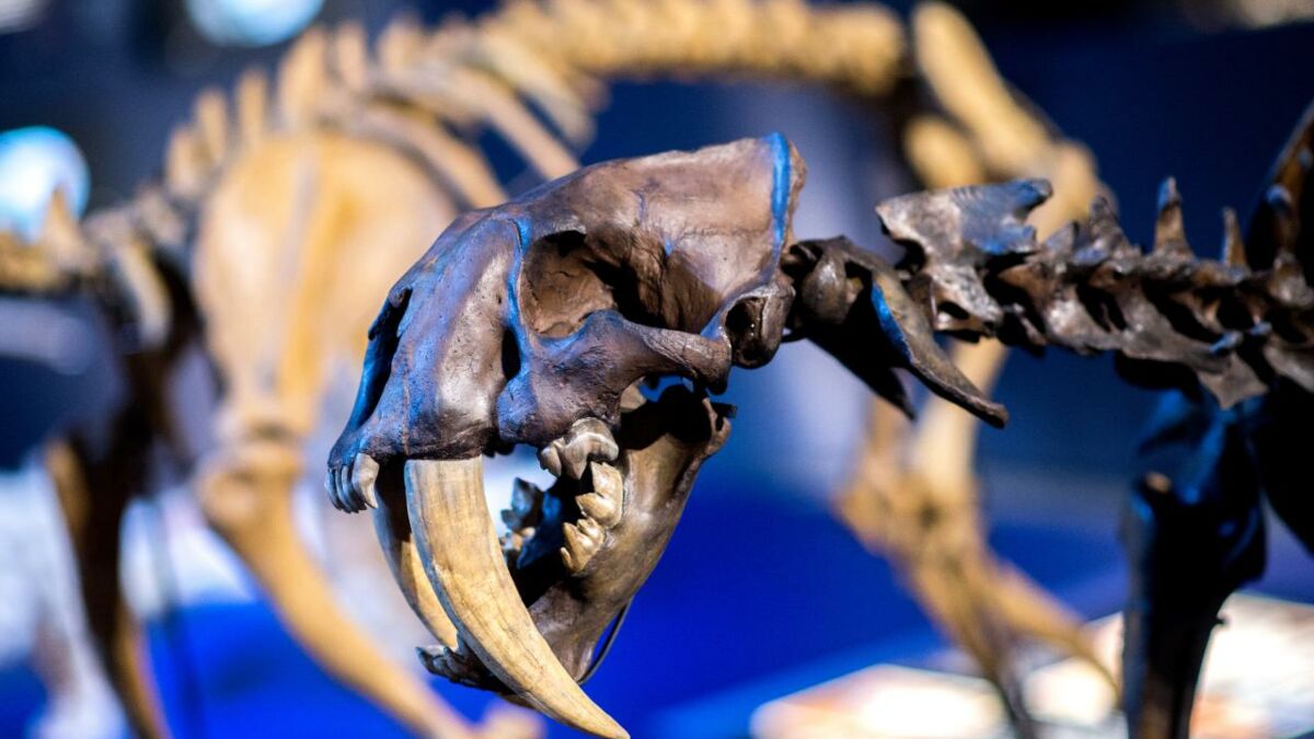 Découverte d'un fossile de félin à dents de sabre, ce mystérieux animal ... Découverte d'un fossile de félin à dents de sabre, ce mystérieux animal ...